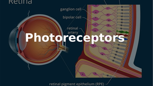 Receptors - The retina / Eye | Teaching Resources