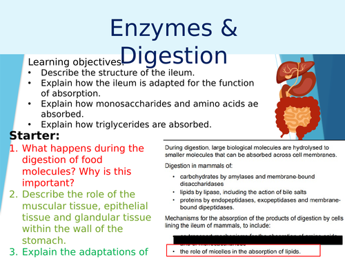 AQA AS Level Biology 6.10 Absorption of the Products of Digestion ...