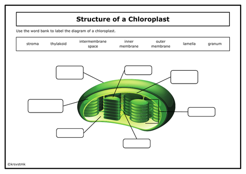 Plant Biology and Photosynthesis Worksheets + Answers | Teaching Resources