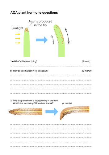 AQA plant hormone worksheet, 9-1 GCSE biology | Teaching Resources