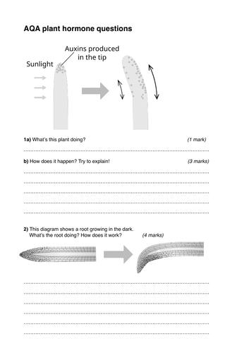 AQA plant hormone worksheet, 9-1 GCSE biology | Teaching Resources