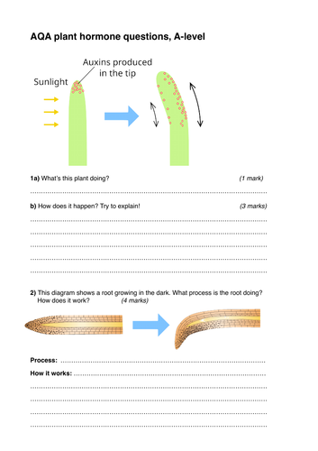 AQA plant hormone worksheet, A-level new spec | Teaching Resources