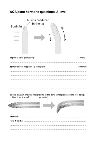 AQA plant hormone worksheet, A-level new spec | Teaching Resources