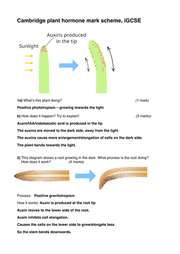 Cambridge plant hormone worksheet, iGCSE biology | Teaching Resources