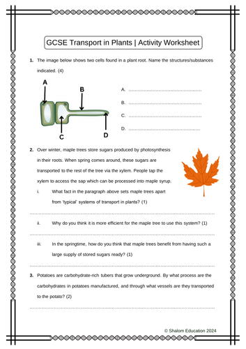 GCSE Biology - Transport in Plants Activity Worksheet | Teaching Resources