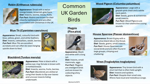 Garden bird identification & fact sheet | Teaching Resources
