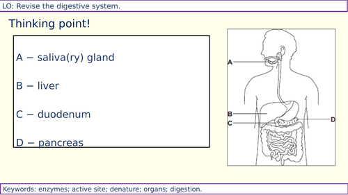 Human digestive system revision GCSE AQA Biology | Teaching Resources