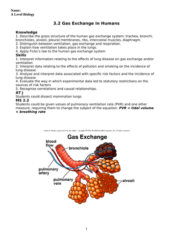 Gas exchange in humans lesson pack: PPT, structured notes, exam ...