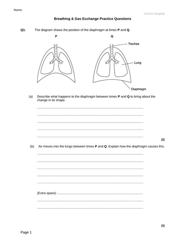 Gas exchange in humans lesson pack: PPT, structured notes, exam ...