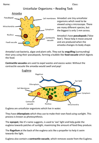 KS3 - Unicellular Organisms | Teaching Resources