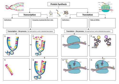 Protein Synthesis Summary Sheet - Edexcel A SNAB Biology; Topic 2 (AS ...