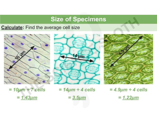 Size of Specimens - Calculating magnification, measuring cells ... Size of Specimens - Calculating magnification, measuring cells ...