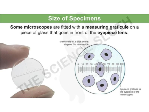 Size of Specimens - Calculating magnification, measuring cells ...