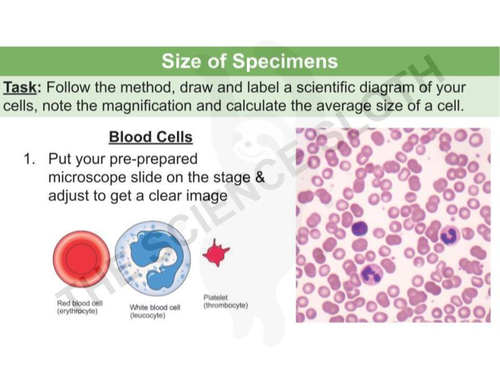 Size of Specimens - Calculating magnification, measuring cells ...