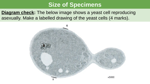 Size of Specimens - Calculating magnification, measuring cells ... Size of Specimens - Calculating magnification, measuring cells ...