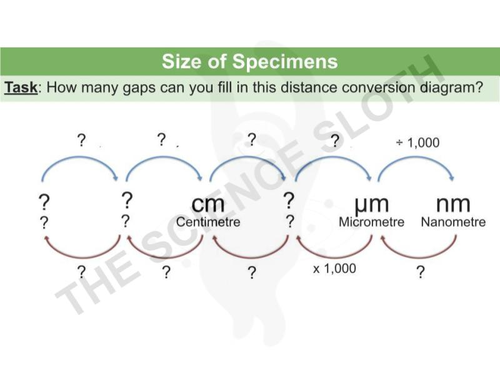 Size of Specimens - Calculating magnification, measuring cells ...