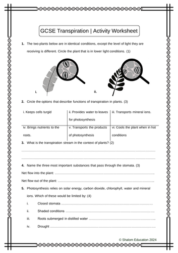 GCSE Biology - Translocation Activity Worksheet | Teaching Resources