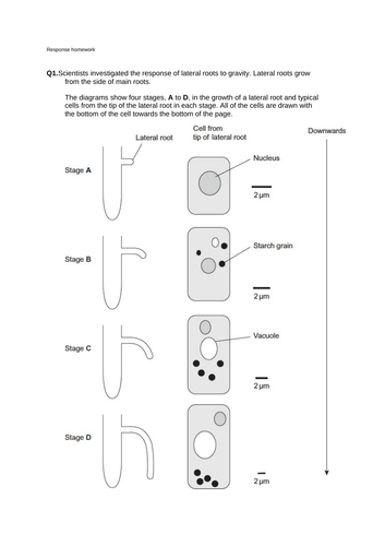 Plant Responses to Stimuli - IAA | Teaching Resources