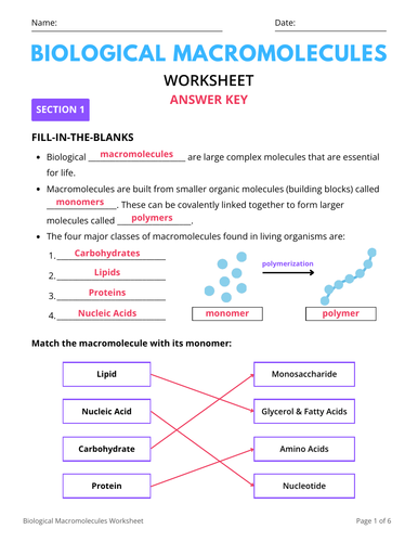 Biological Macromolecules - Worksheet & Summary Sheet for High School ...