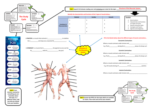 BTEC (Pearson) Unit 1 - A&P - Muscular System [exam unit] | Teaching ...