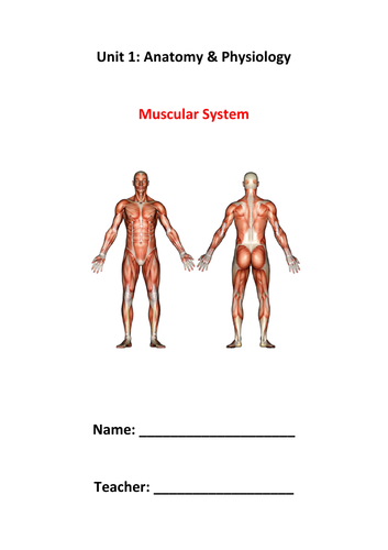 BTEC (Pearson) Unit 1 - A&P - Muscular System [exam unit] | Teaching ...