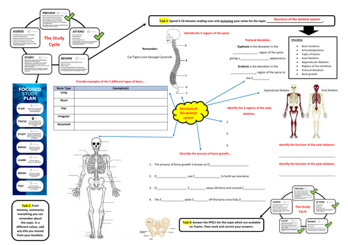 BTEC (Pearson) Unit 1 - A&P - Skeletal System [exam unit] | Teaching ...