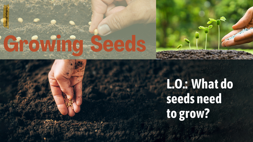 Growing Seeds Lesson Plan and Worksheet for KS1 | Teaching Resources
