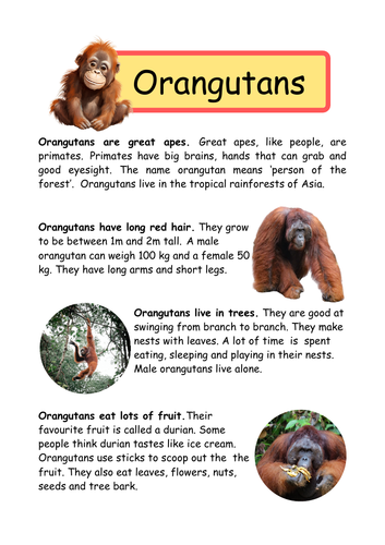 Guided Reading Comprehension Year Two : Orangutans (non-fiction ...