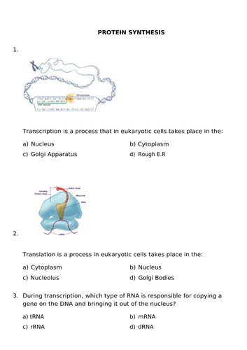 PROTEIN SYNTHESIS | Teaching Resources