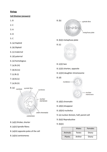Cell Division, Mitosis and Meiosis Worksheets (Over 80 Questions with ...