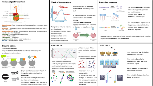 Aqa Gcse Digestion And Enzymes Knowledge Organiser Teaching Resources