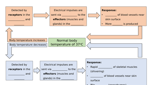 AQA GCSE Biology - Thermoregulation | Teaching Resources