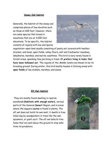 Owl non fiction fact file pack | Teaching Resources