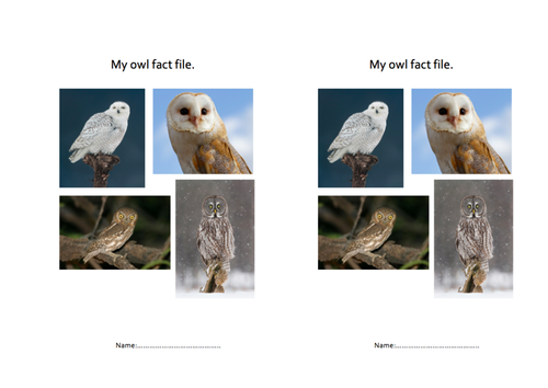 Owl non fiction fact file pack | Teaching Resources