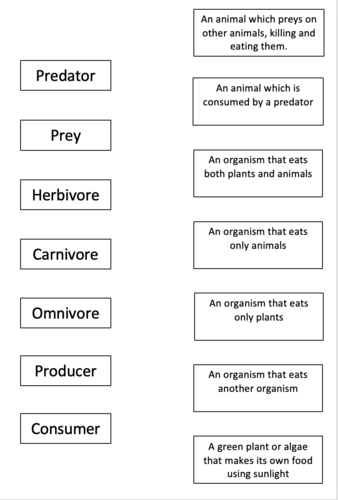 KS3 Food chains and webs | Teaching Resources