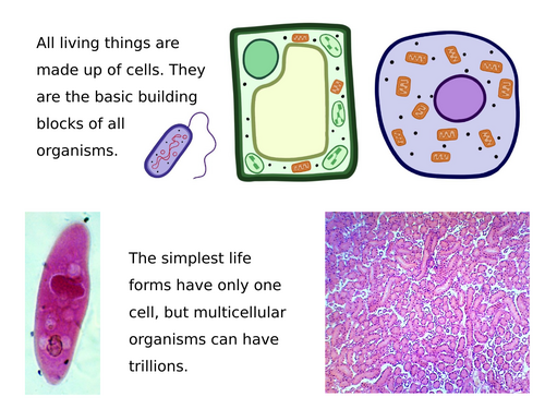 Cell Organisation Supplementary Slides and Worksheet (GCSE Biology AQA) | Teaching Resources