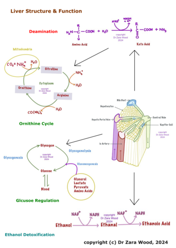 Liver Structure and Function - A Level Biology | Teaching Resources
