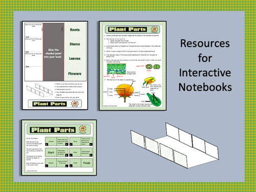 Plant Anatomy Parts of the Flowering Plant Explained KS3 | Teaching ...