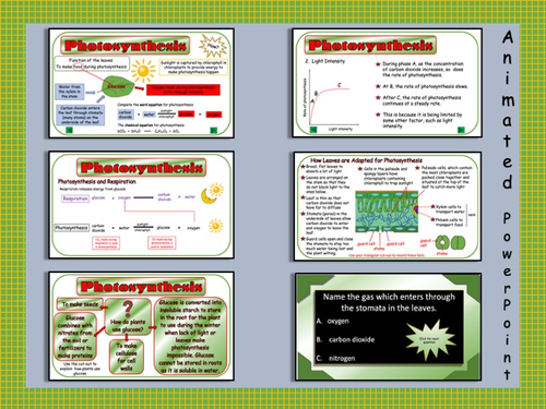 Life Cycle of the Plant From Pollination to Germination Explained KS3 ...