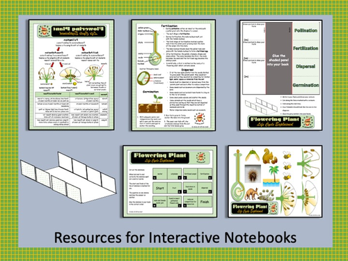 Life Cycle of the Plant From Pollination to Germination Explained KS3 ...