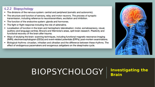 AQA A Level Psychology Year 2 - Ways of Investigating the Brain ...