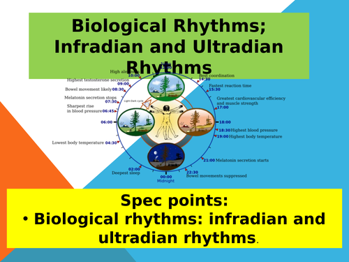 AQA A Level Psychology Year 2 - Infradian and Ultradian (Biological ...