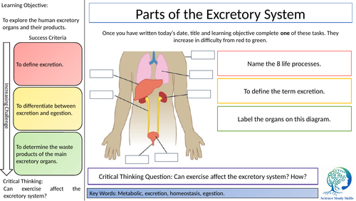 Parts of the Excretory System - Grade 9 | Teaching Resources