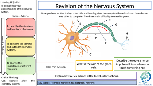 Revision of the Nervous System - Grade 9 | Teaching Resources