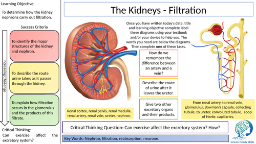 The Kidneys - Filtration - Grade 9 | Teaching Resources