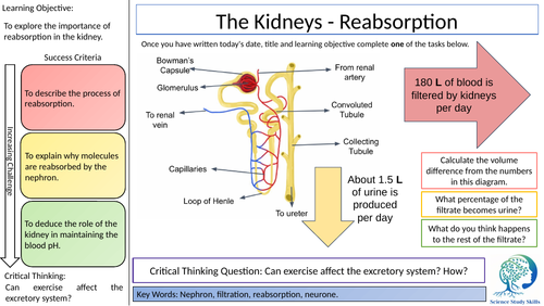 The Kidneys - Reabsorption - Grade 9 | Teaching Resources