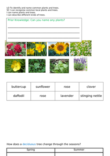 Y2 Science - Plants | Teaching Resources
