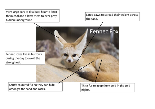 KS3 Geography: Hot Deserts - Animals and plants adapted to the hot ...