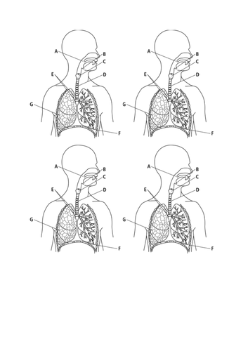 Respiratory system | Teaching Resources