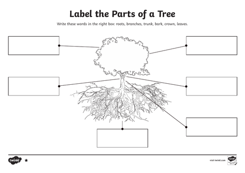 Science Parts/Types of trees Primary | Teaching Resources